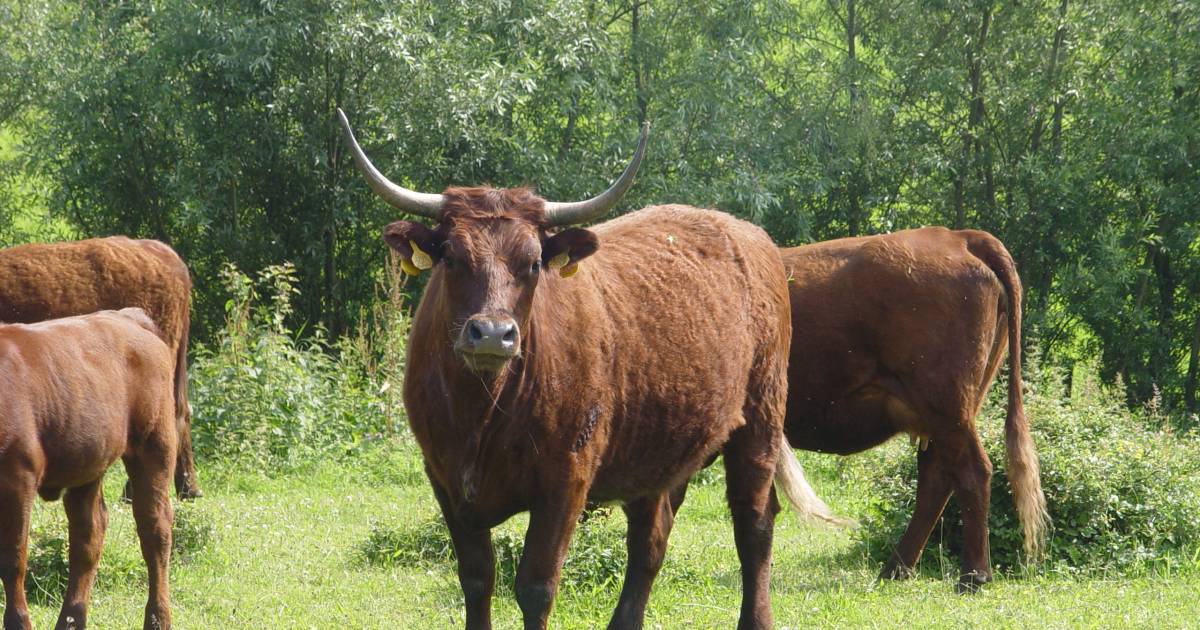 De Rode Geus: stoer, vrijheidslievend en zelfstandig | Betuwe ...