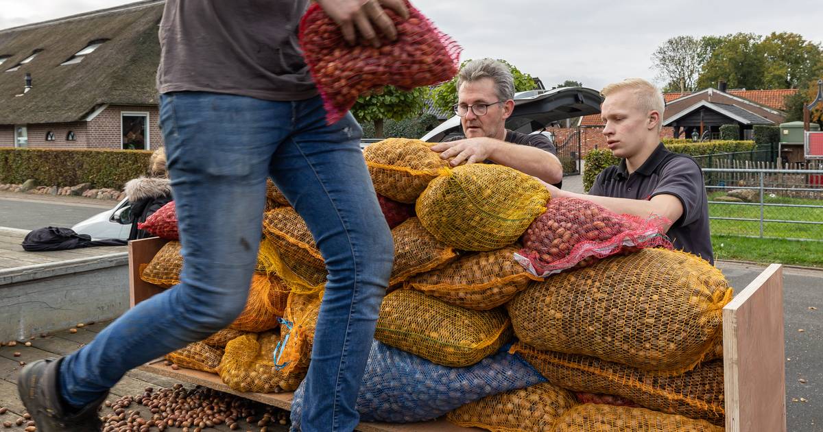De tonnen eikels die Klaas en Staphorster kinderen inzamelen gaan als ...