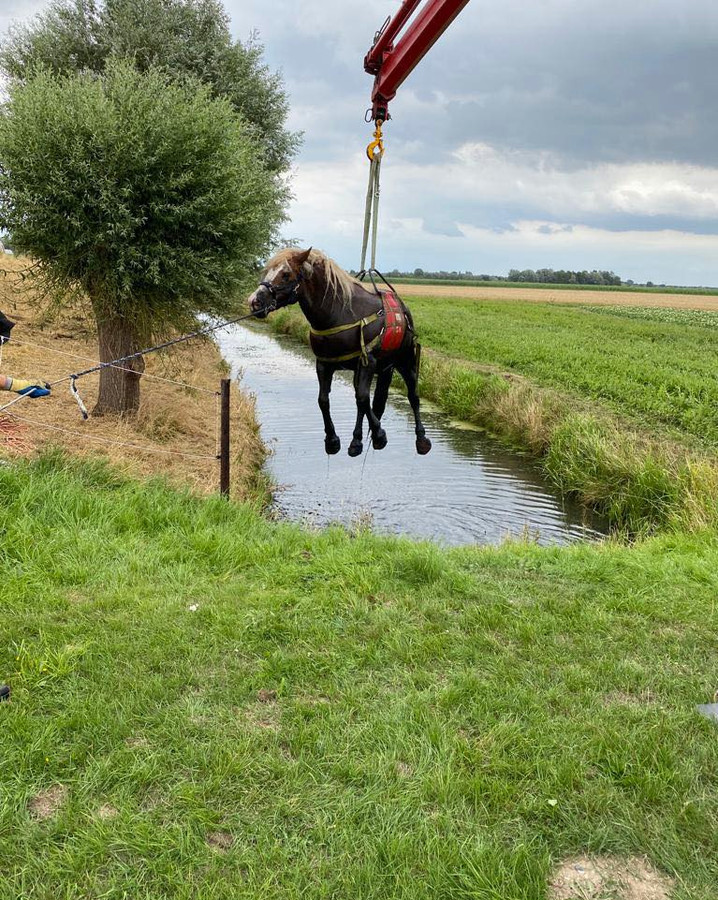 Paard uit sloot getakeld met ‘paardenbroek’ | Foto | AD.nl