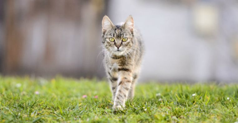 Let op: dít is waarom steeds meer katten gebroken pootjes hebben