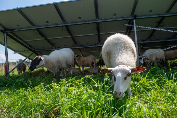 Schaduw tegen hitte én meer grazen: schapen profiteren van zonnepanelen ...