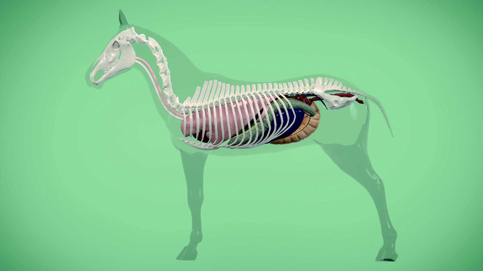 Haaienbeten en embryo’s met ijzingwekkende precisie nagetekend | Foto ...