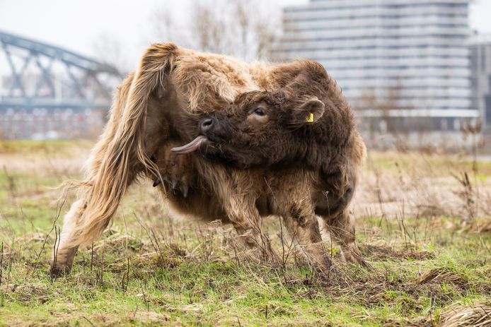 Vrouw op de hoorns genomen, maar toch weer runderen bij Lent: zo blijf ...