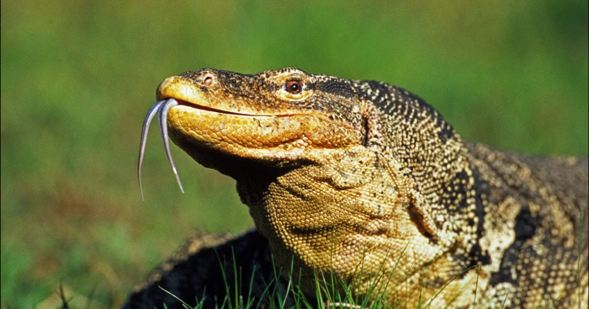 Gentse varaan was mogelijk grap met opgezet exemplaar | Bizar | HLN