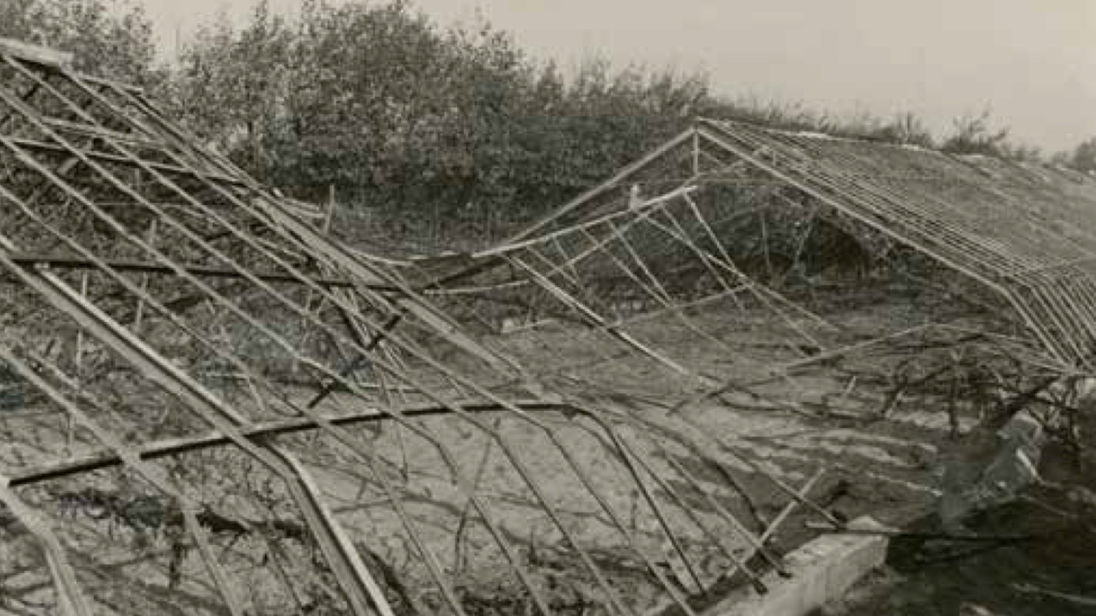 Zo werd de Tweede Wereldoorlog voor Westland een tijd van voorspoed ...