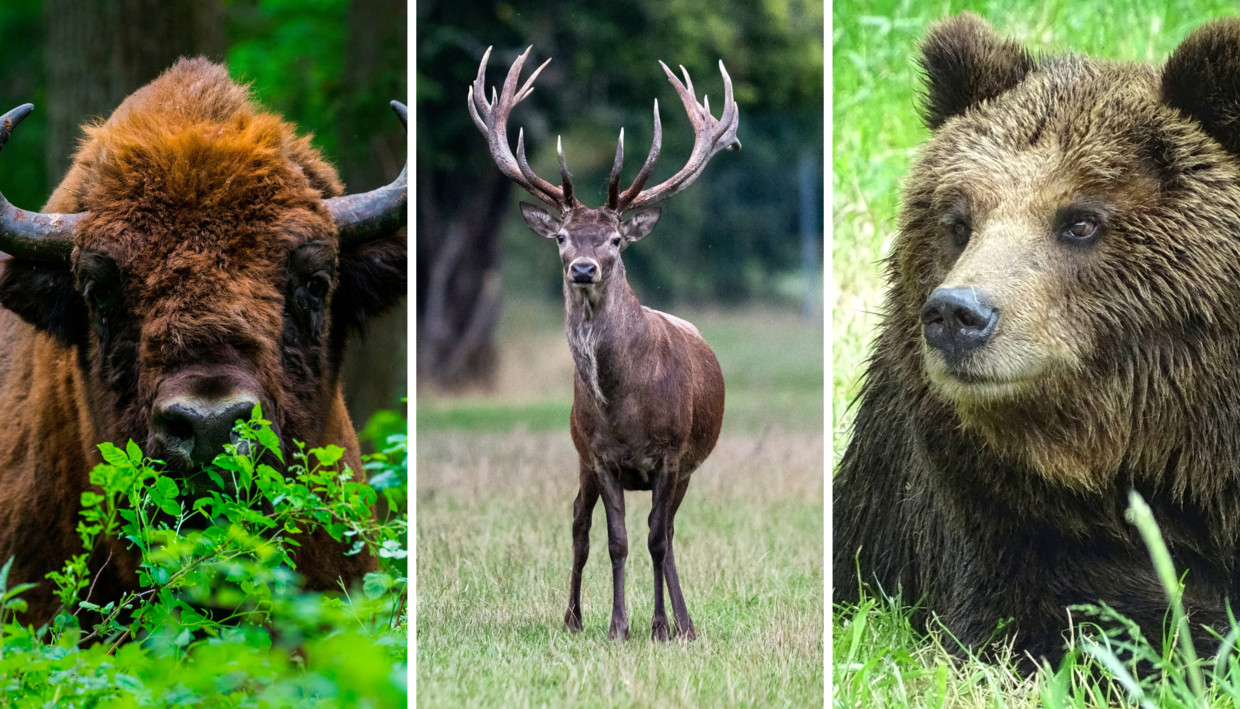 De opmerkelijke terugkeer van dieren in Europa: ‘Als je hen de kans ...