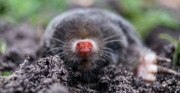 Last van mollen in je tuin? Zó kun je ze op een diervriendelijke manier ...