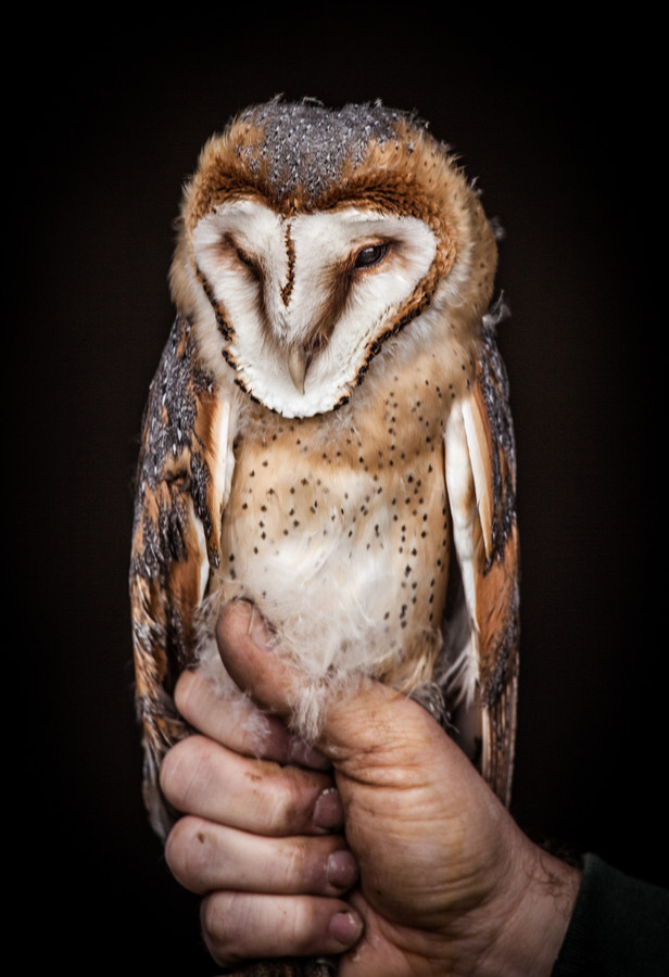 Meer kerkuilen dan ooit in de Hoeksche Waard | Foto | AD.nl