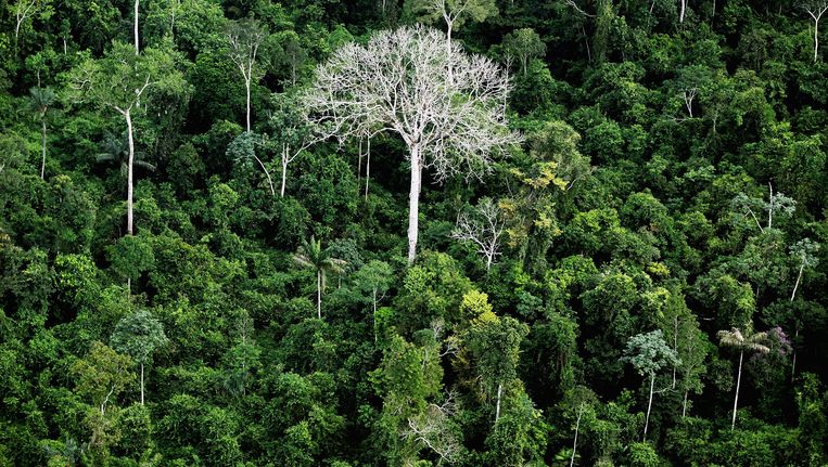 'Vernietiging Amazonewoud steeds langzamer' | Het Parool