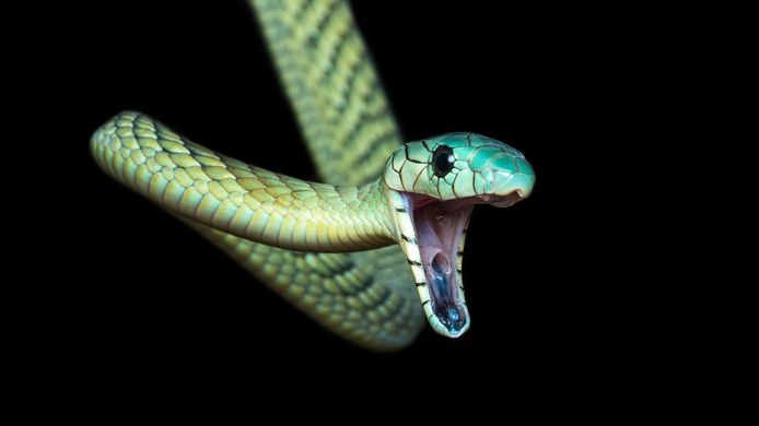 Uiterst giftige groene mamba op dool in Nederland: Hoe gevaarlijk is ...