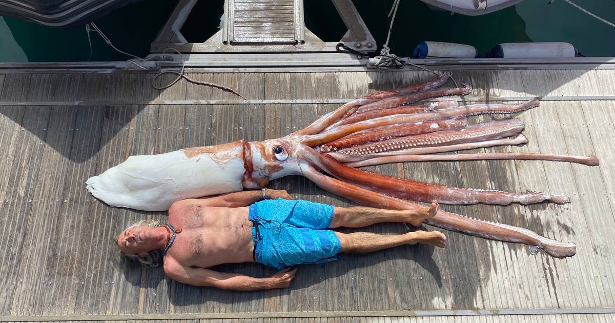 Gigantische inktvis van meer dan 200 kilo opgevist nabij Tenerife ...