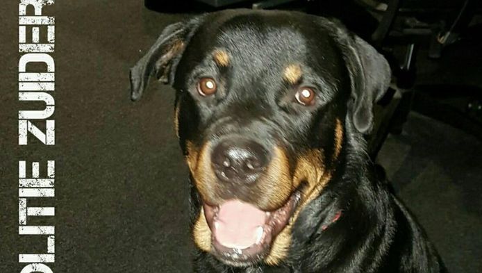 Politie Zuiderpark zoekt baas van zichzelf uitlatende hond | Den Haag ...