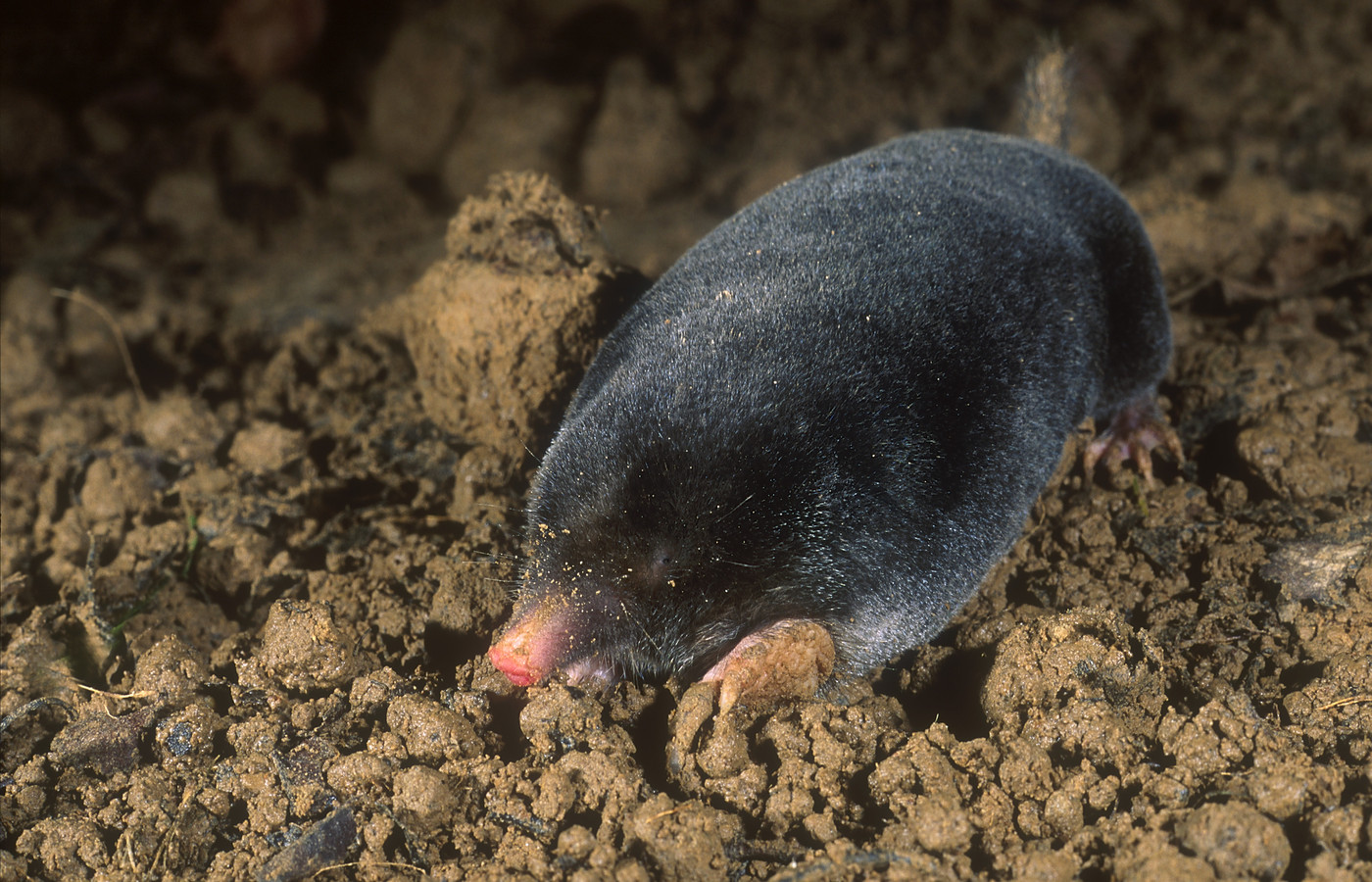 Hoe krijg je mollen uit je tuin? Onze tuinexperte vertelt wat (niet ...