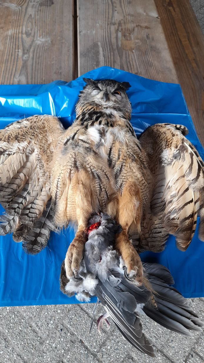 Oehoe met prooi dood gevonden in Winterswijk: ‘Heel aannemelijk dat het ...