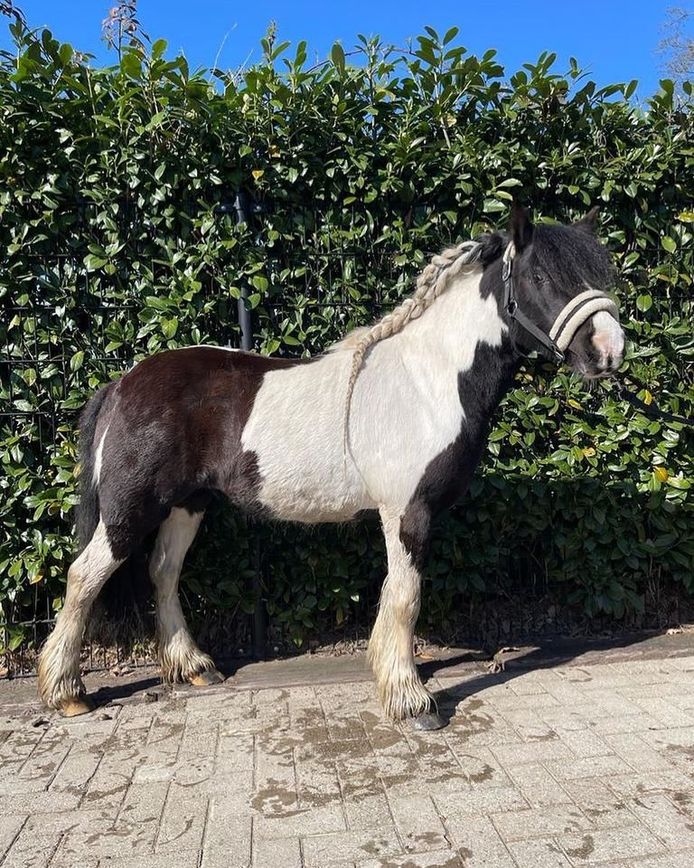 Gelukt! Eenzame pony Mendy krijgt een nieuw vriendinnetje op de ...