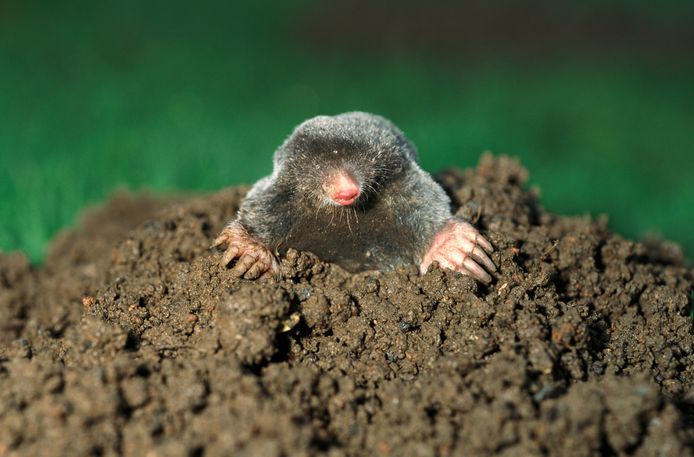 Waar zit de mol? Natuurpunt organiseert telactie | Dieren | hln.be