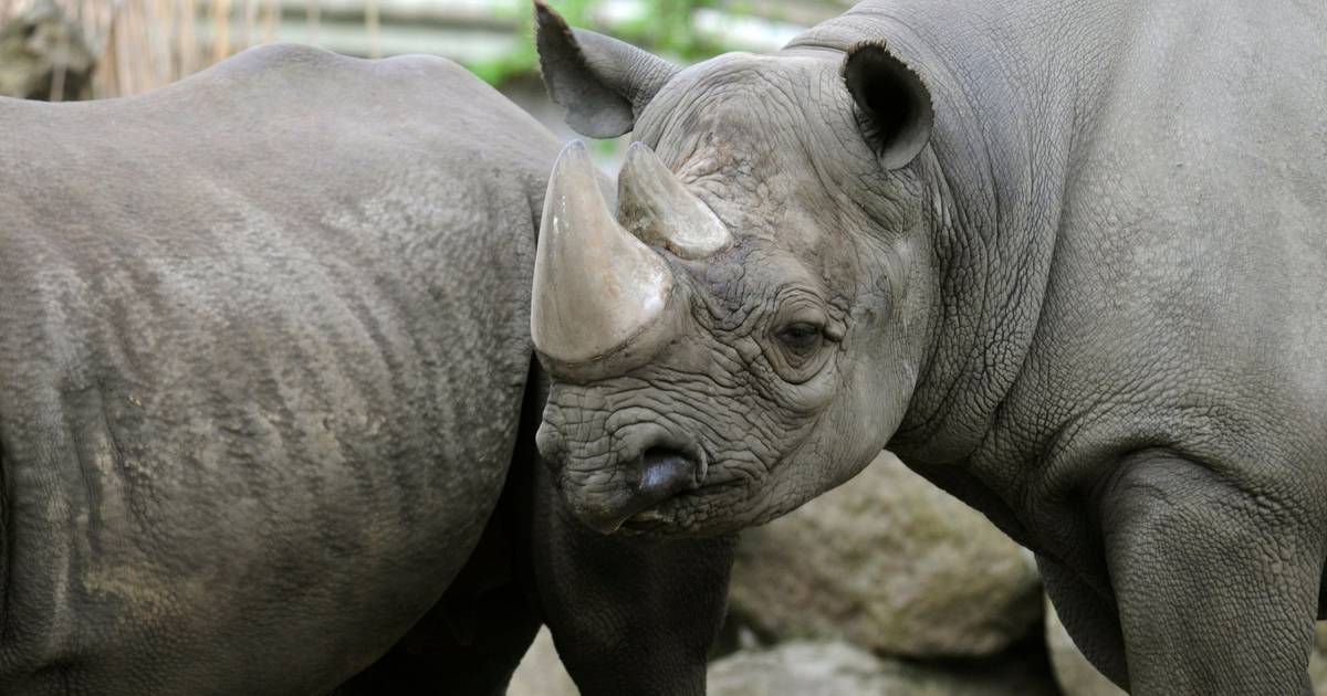 Zwarte neushoorn Vungu verhuist van Blijdorp naar Leipzig Zoo ...