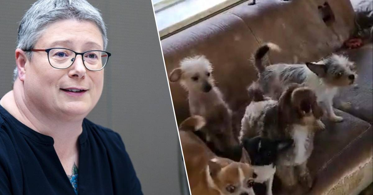 Broodfokkers dwingen labiele vrouw om 70 honden op te vangen: “Overal ...