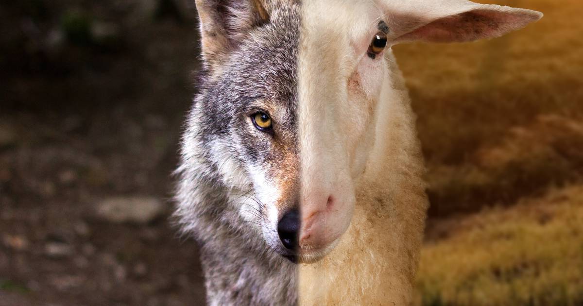 Hoe moet het verder met de wolf en het schaap? ‘Als je wolven wil, moet ...