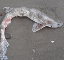 Bijzondere hondshaai aangespoeld bij Crezéepolder Ridderkerk: ‘Het is ...