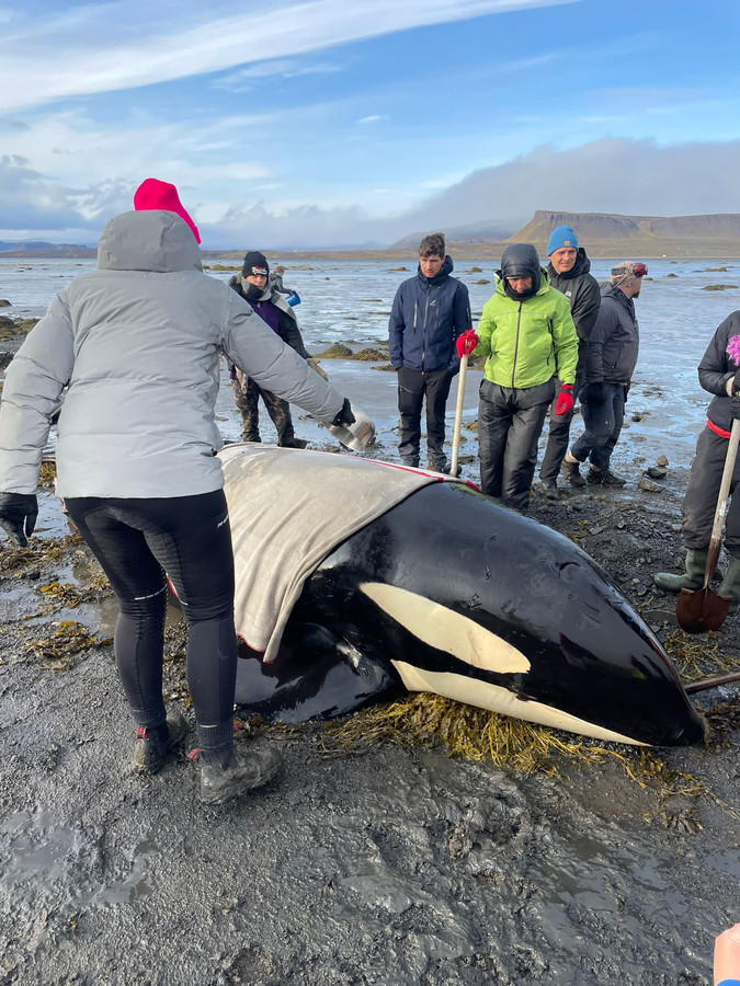 Vier Vlaamse vrienden redden aangespoelde orka in IJsland: “Met ...