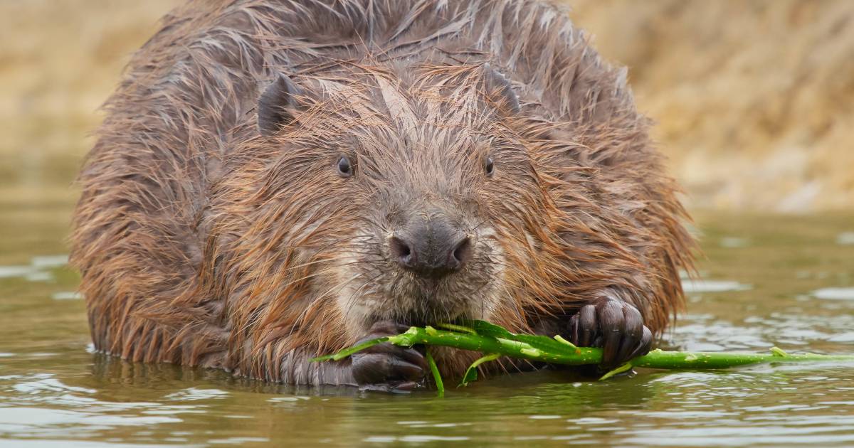 Bever zit volgens gemeente natuurgebied in de weg en dus wil ze het ...