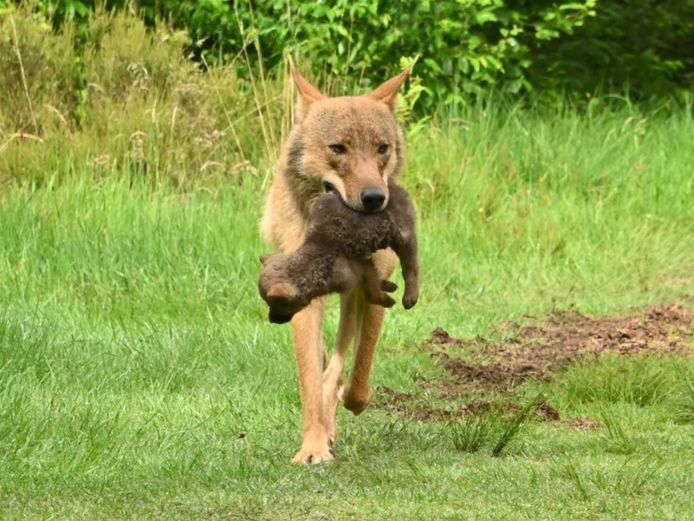 Anneriek oog in oog met veelbesproken wolf en haar welpjes: ‘Heb de ...