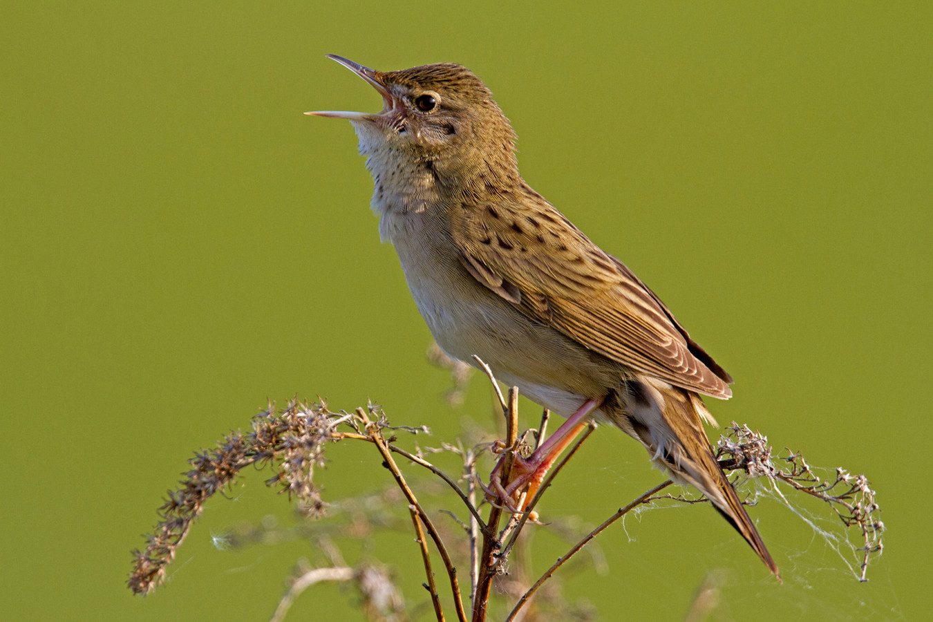 Zeldzame zangvogels aan onze kust: kwestie van klimaat of meer en ...