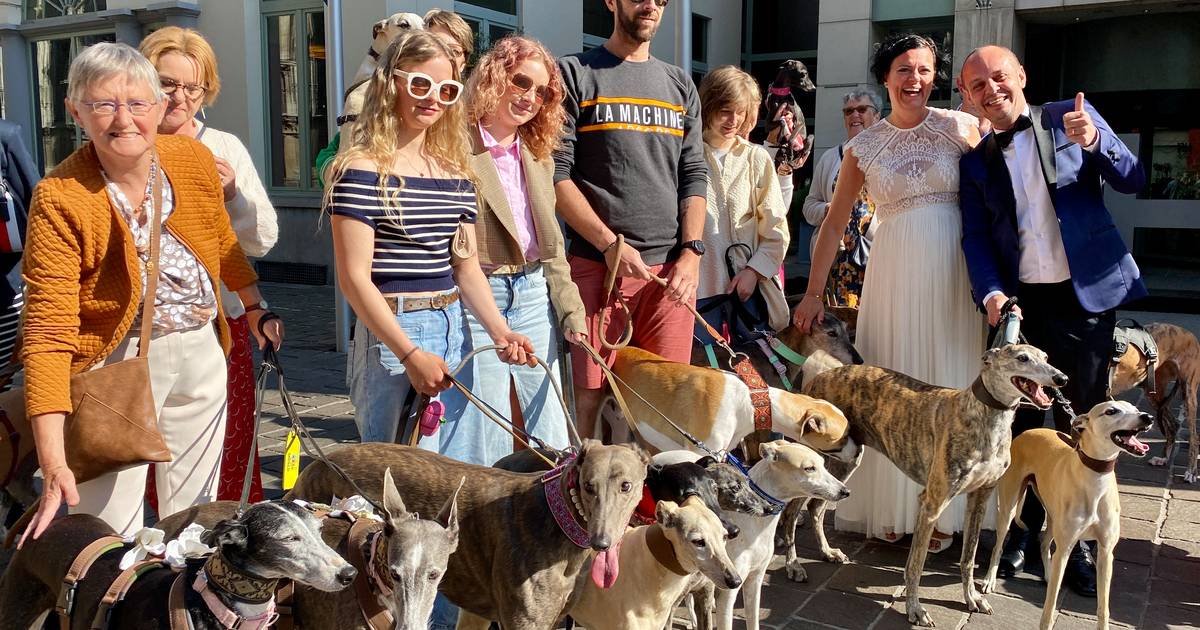 Geen witte duiven, maar wel 30 windhonden voor bruidspaar: “Wat een ...