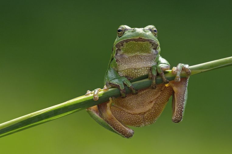 De meeste kikkers zijn bruin, maar de zeldzame boomkikker is net zo ...