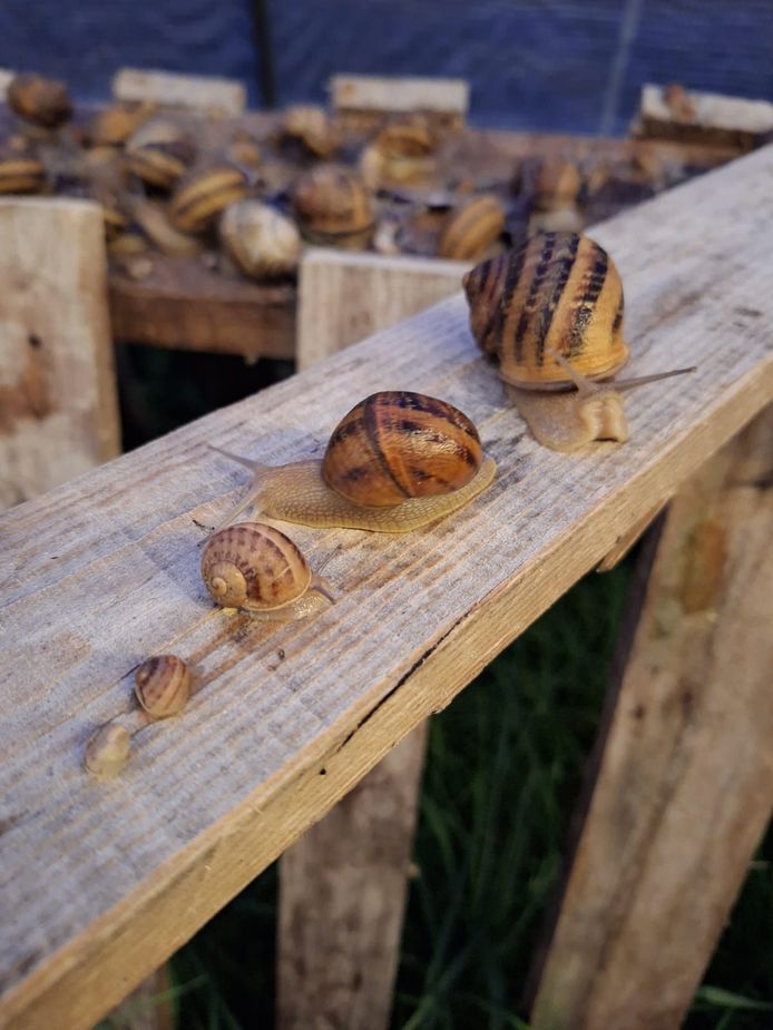 Slakken zijn het voedsel van de toekomst en ze worden gewoon in ...