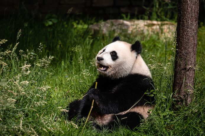 Bijzonder: in Ouwehands Dierenpark werd panda op natuurlijke manier ...