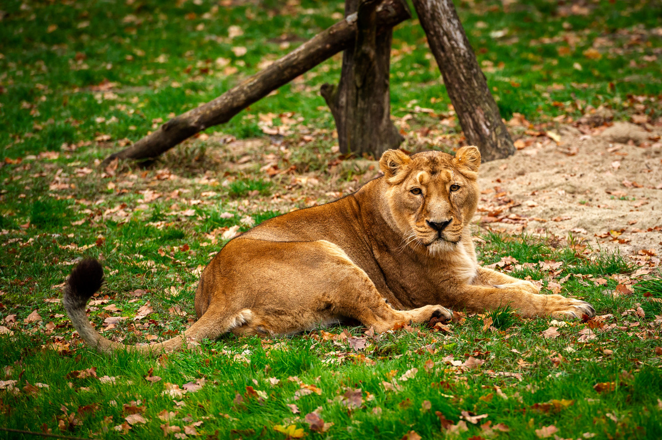 Drame au zoo de Planckendael: une lionne mord mortellement ses lionceaux | Foto | 7sur7.be