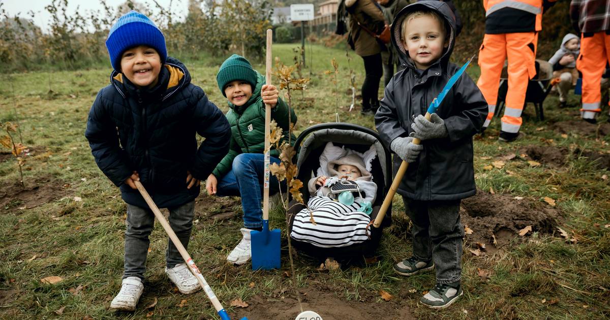 IN BEELD. Kersverse Hasselaartjes planten boom in Geboortebos Tuilt ...