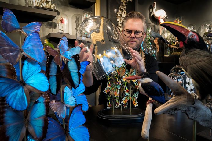 Roel had een eigen kledingzaak en maakt nu kunst van geprepareerde ...