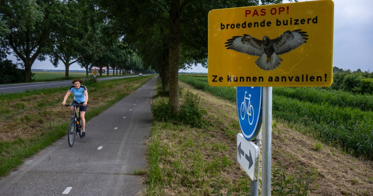 Jasper (27) werd tot vijf keer belaagd door een buizerd: ‘Moet ik nou ...
