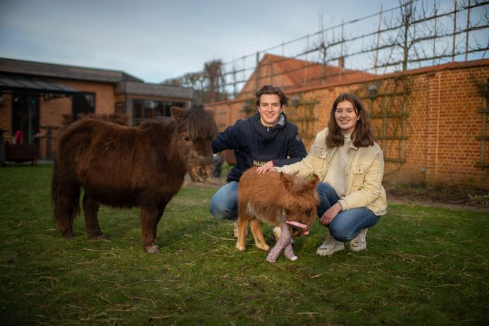 Ooit al van een shezel gehoord? Maak kennis met ‘Ponkey’, een ...
