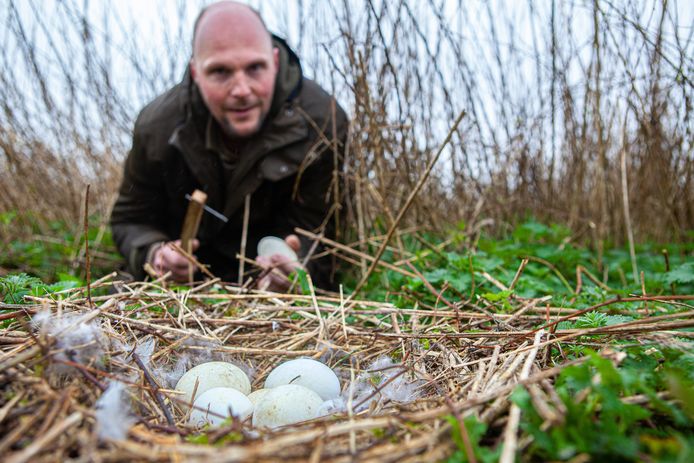 Honderden eieren geprikt zodat er niet op ganzen gejaagd hoeft te ...