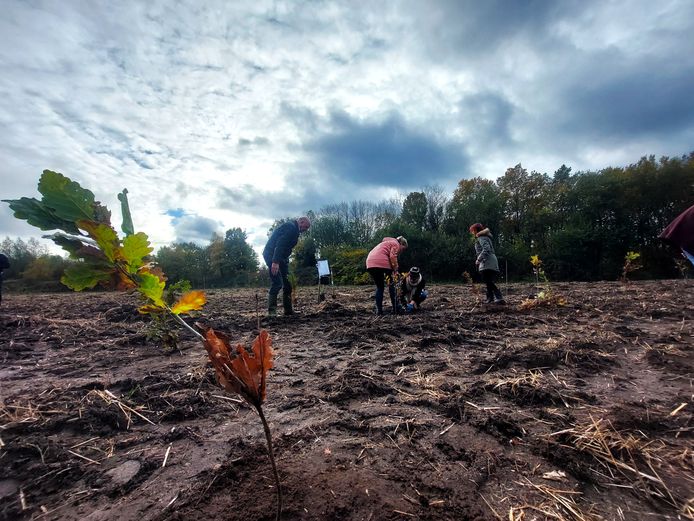Stad Peer plant 2.000 boompjes op voormalige zandgroeve | Peer | hln.be