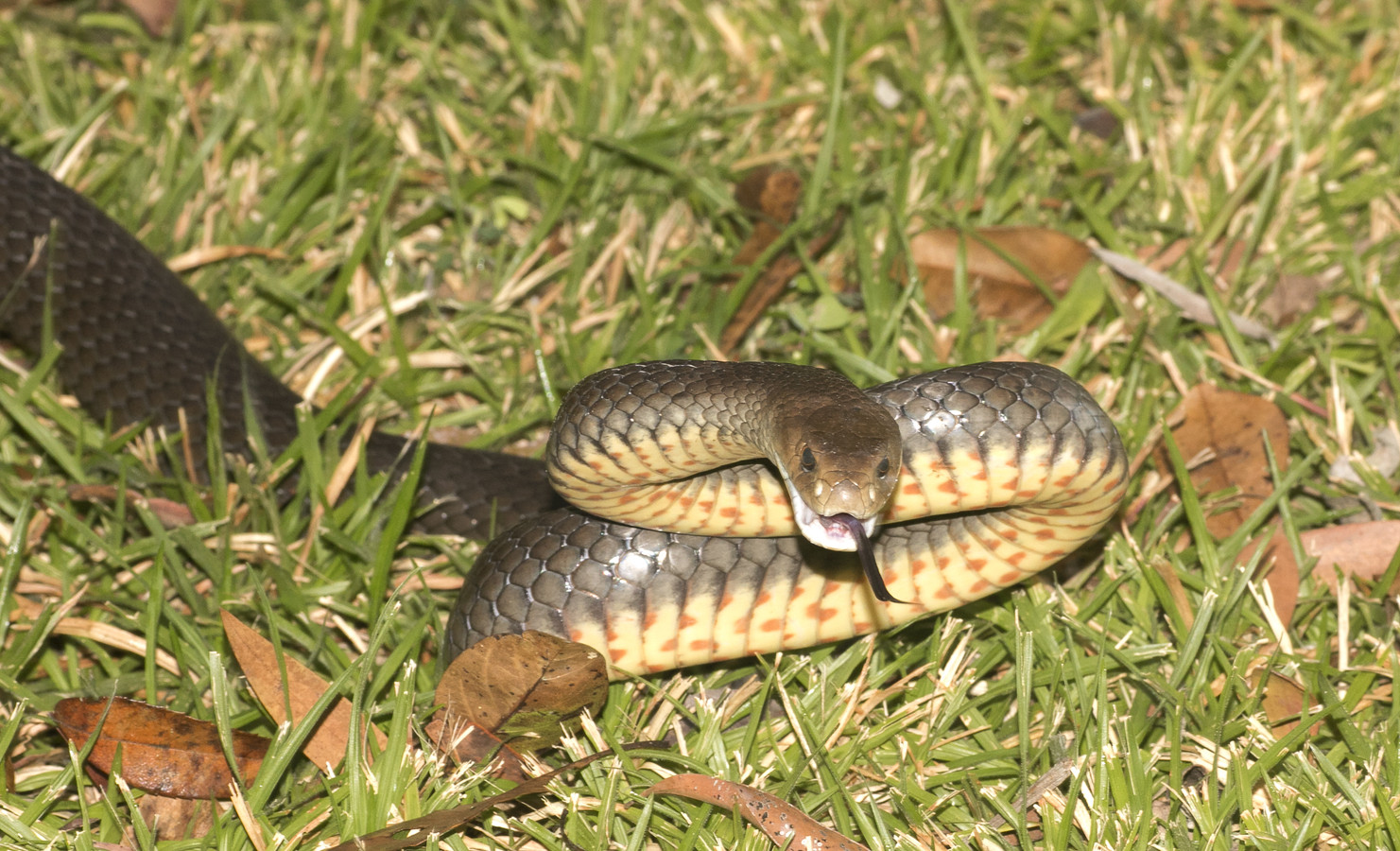 Dodelijk slangengif redt levens | Foto | AD.nl