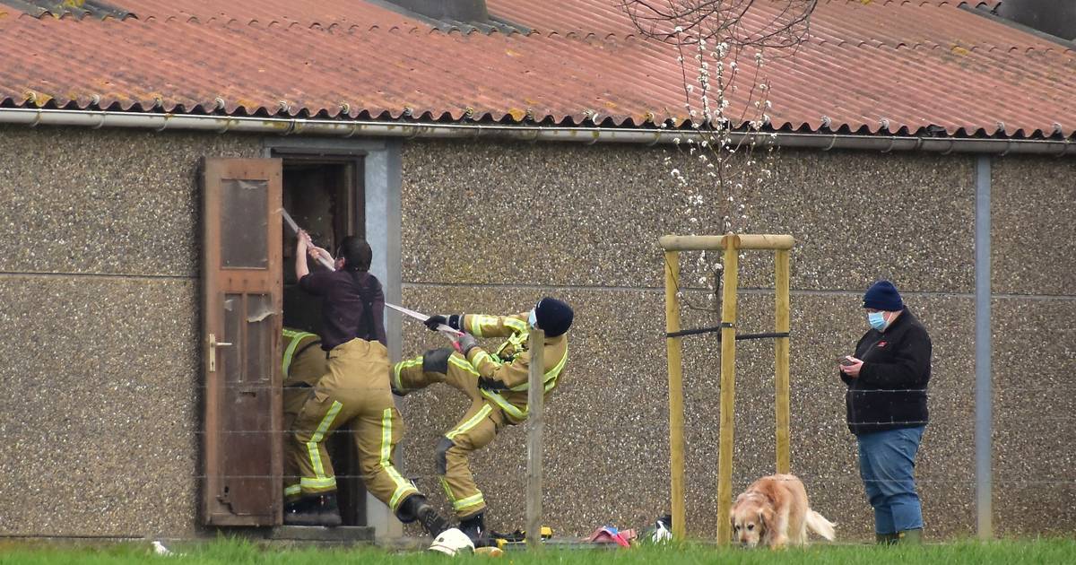 Brandweer redt twee zeugen uit beerput | Ardooie | hln.be