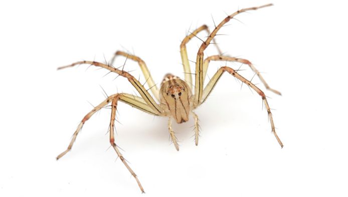 Britse toerist in vliegtuig bijna gedood door vioolspin | Buitenland ...