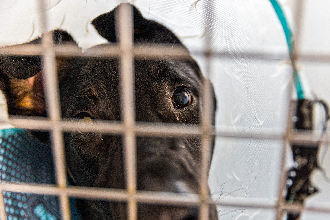 Les animaux de compagnie, victimes collatérales de la crise | Foto ... Les animaux de compagnie, victimes collatérales de la crise | Foto ...