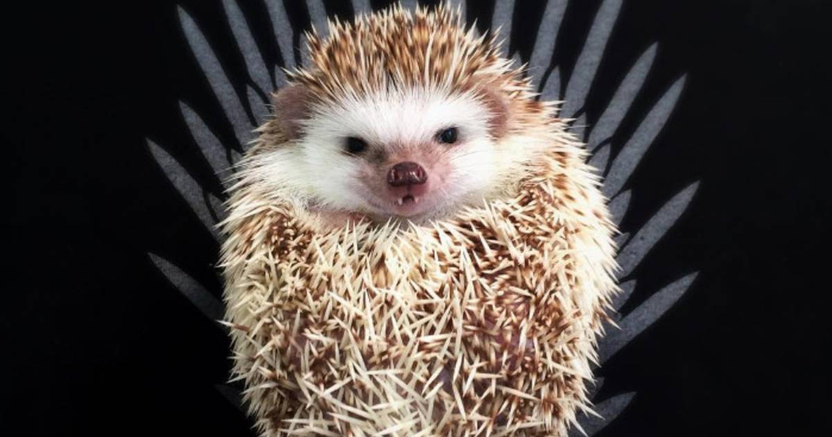 Le hérisson-vampire qui fait craquer les internautes | Lifestyle | 7sur7.be