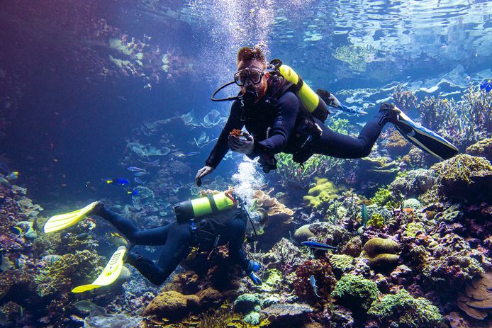 Zal Burgers’ Zoo met zelfgekweekt koraal ooit de planeet (moeten) redden? | Arnhem | gelderlander.nl