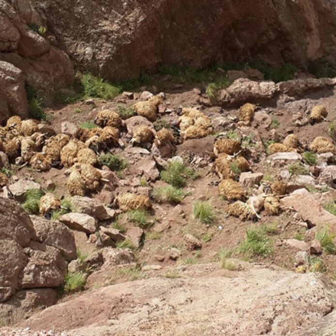 Kudde van 500 schapen springt dood tegemoet in Turkse ravijn | Bizar ...