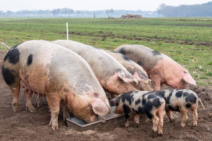 Varkensvoer alleen van afval zoals oud brood en afgekeurde ...