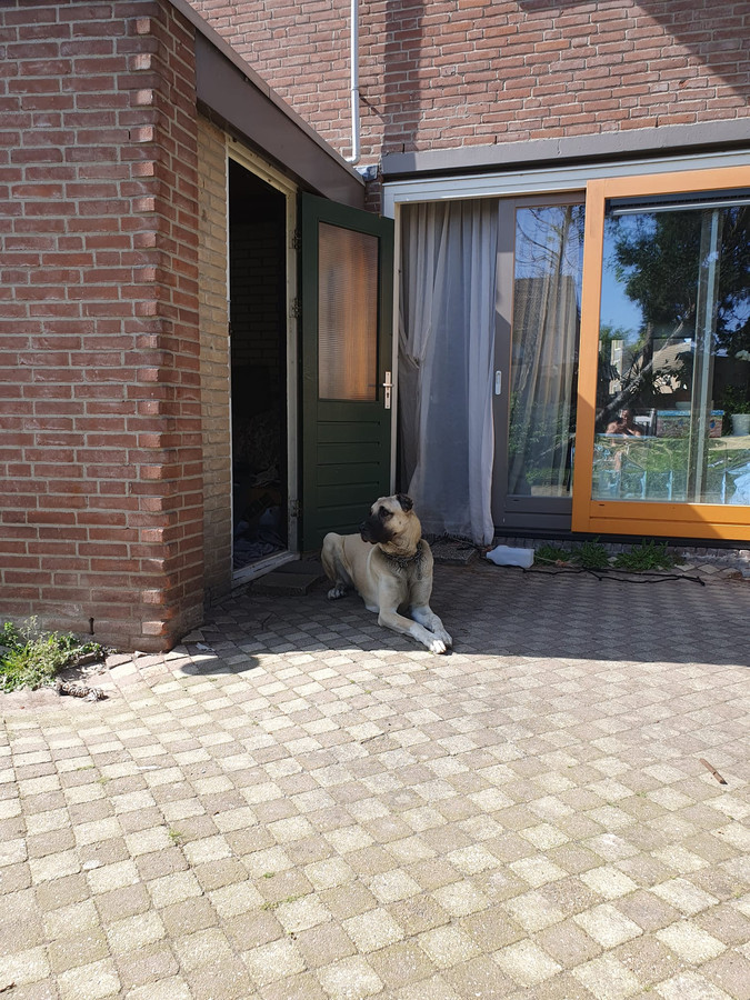 Hond van 70 kilo beet ander dier dood, baasje baalt: ‘Ben bang dat ze ...
