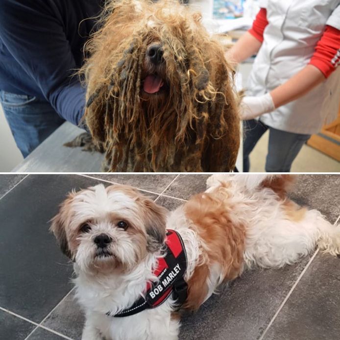 Onherkenbaar! Ernstig verwaarloosde hond Bob ziet er een jaar later zó ...