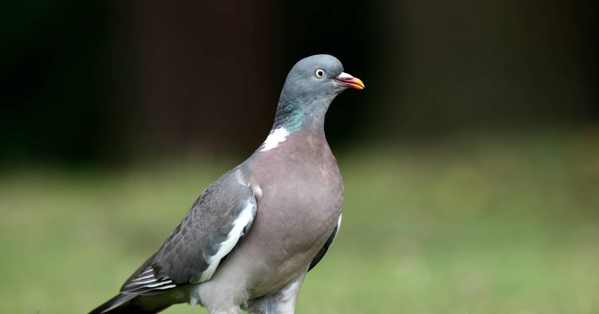 Dierenambulance Alphen treurt om neergeschoten gans en duif: ‘Voel je ...